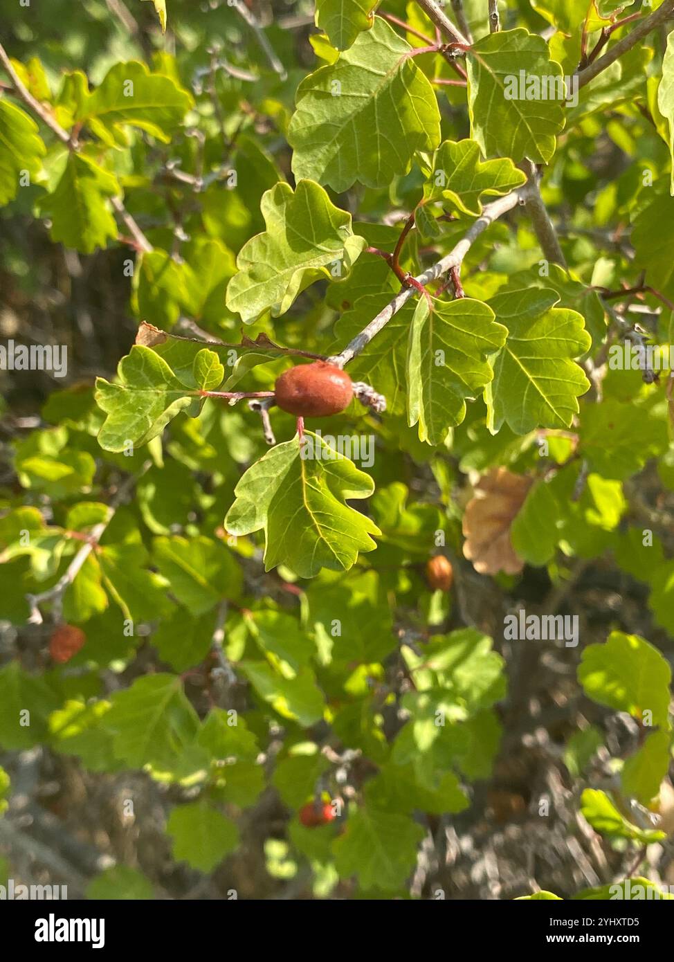 fragrant sumac (Rhus aromatica Stock Photo - Alamy