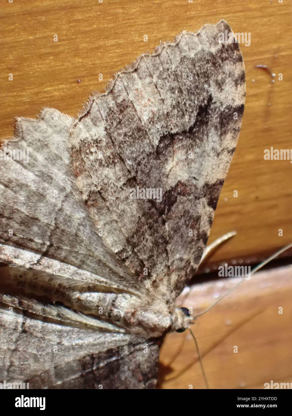 Tissue Moth (Triphosa haesitata Stock Photo - Alamy