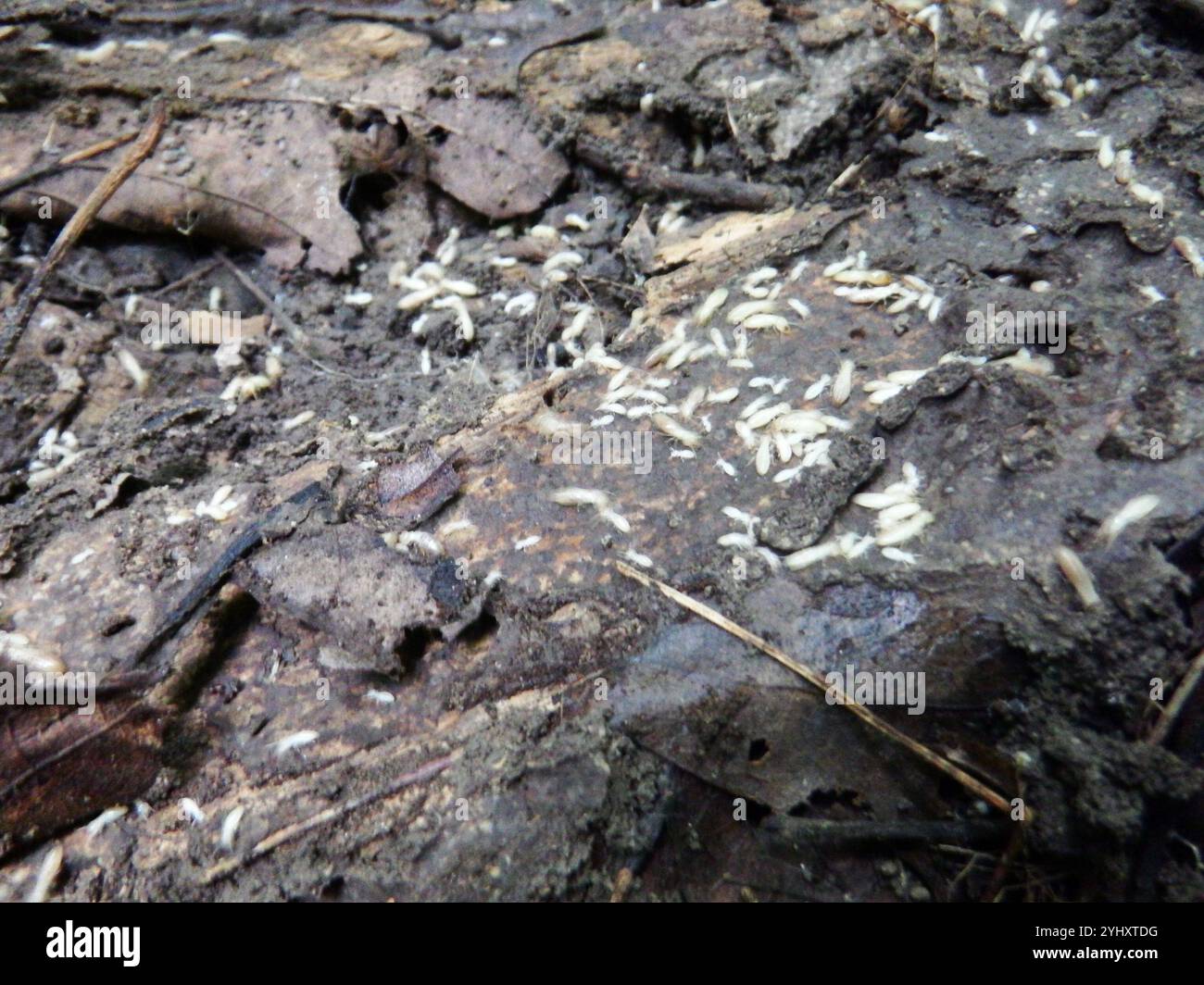 Eastern Subterranean Termite (Reticulitermes flavipes Stock Photo - Alamy
