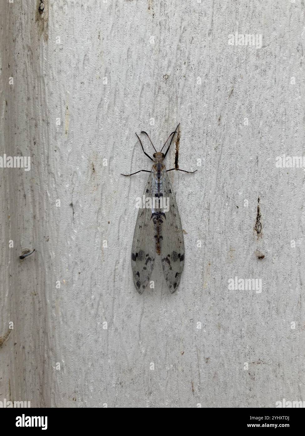 Eastern Spotted-winged Antlion (Dendroleon obsoletus Stock Photo - Alamy
