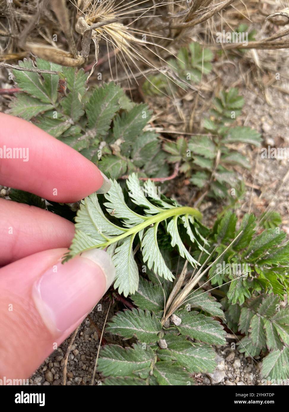 Pacific silverweed (Argentina pacifica Stock Photo - Alamy