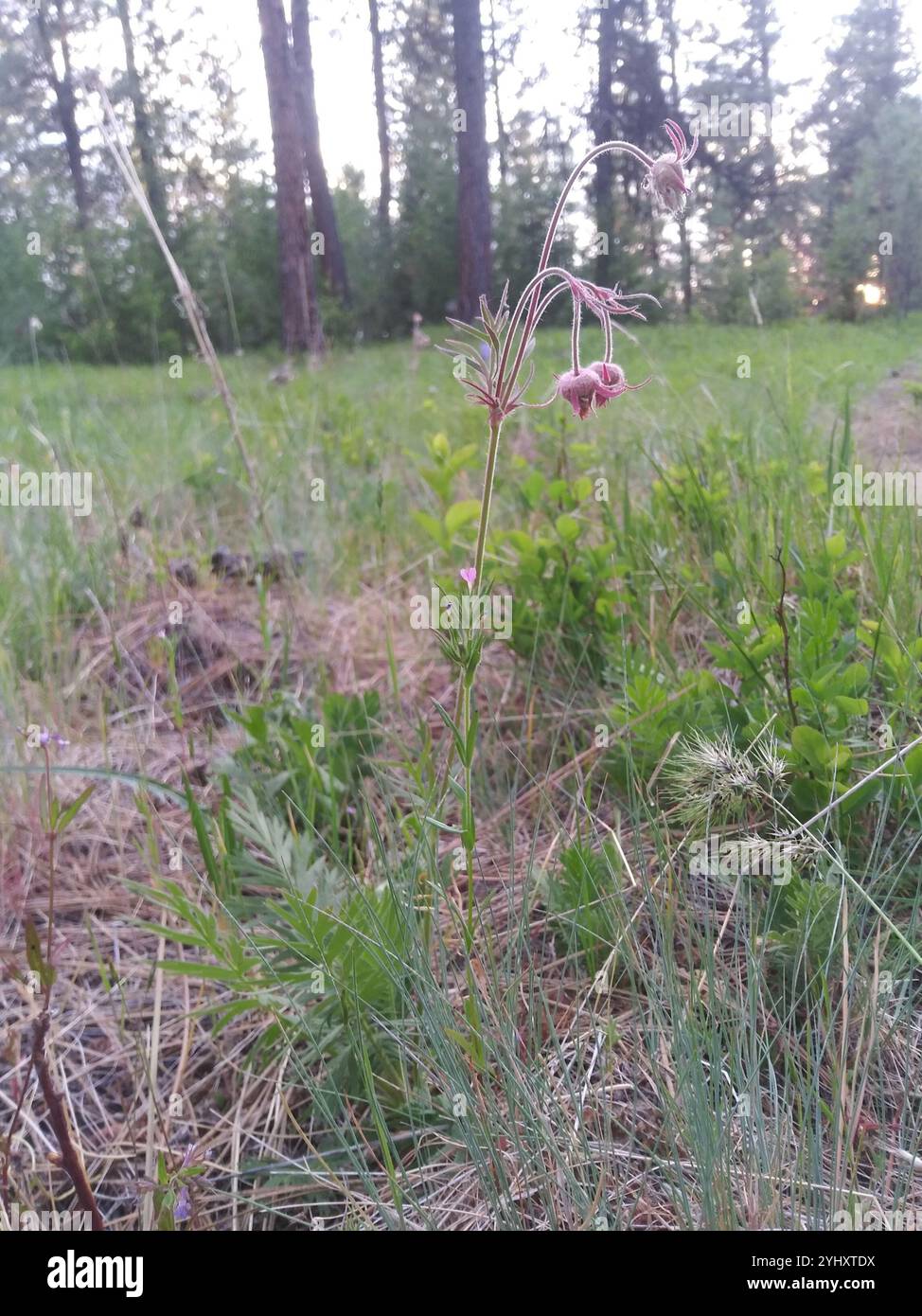 prairie smoke (Geum triflorum Stock Photo - Alamy