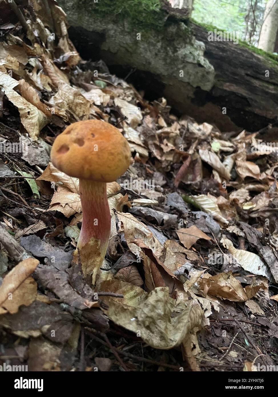 Red-mouth Bolete (Neoboletus subvelutipes Stock Photo - Alamy