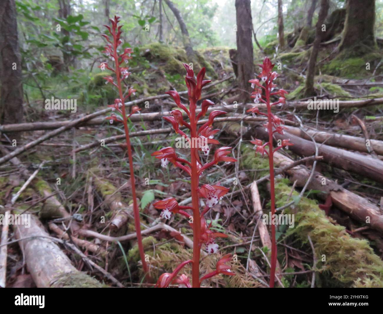 Western spotted coralroot (Corallorhiza maculata occidentalis Stock ...