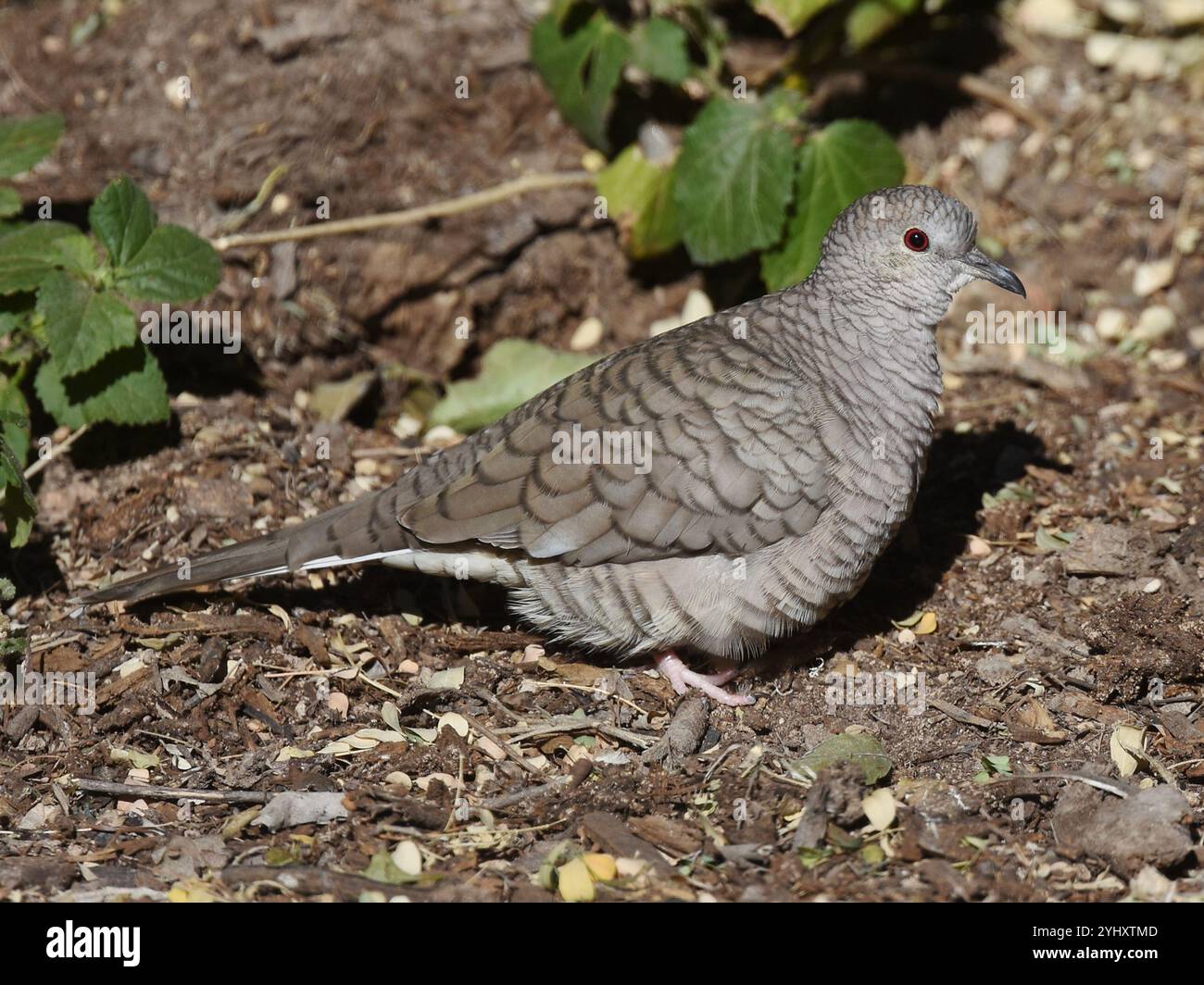 Inca Dove (Columbina inca Stock Photo - Alamy