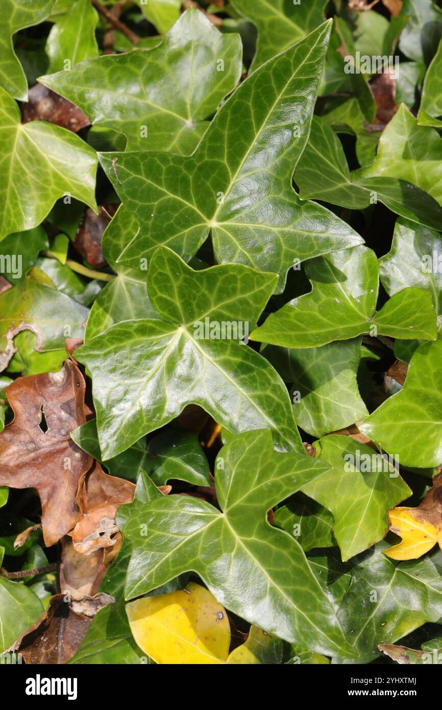 common ivy (Hedera helix Stock Photo - Alamy