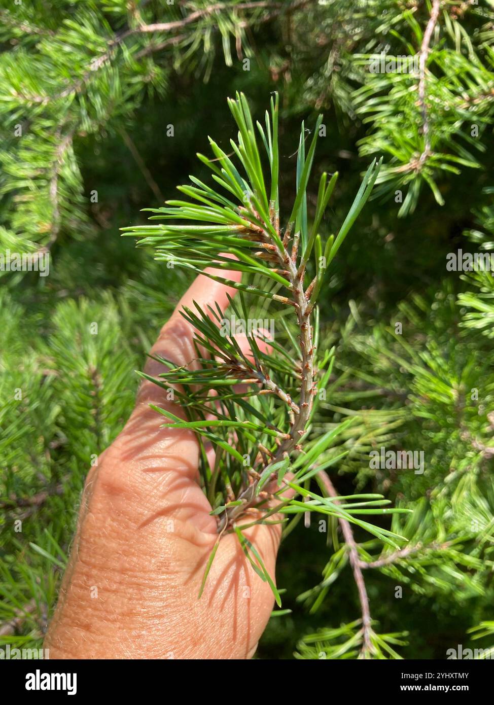 shortleaf pine (Pinus echinata Stock Photo - Alamy