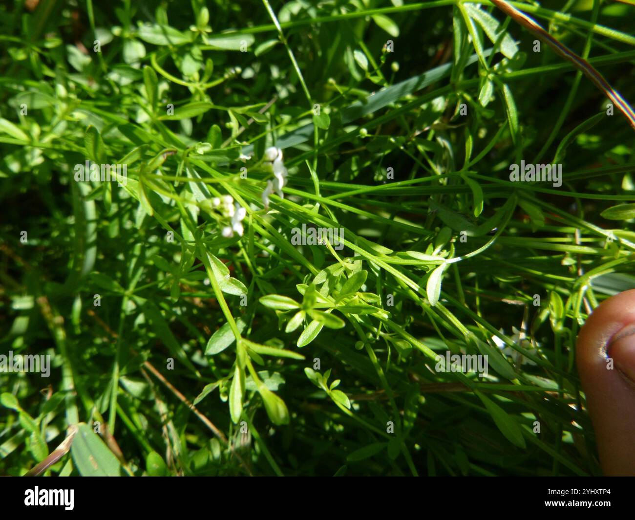 Common Marsh-bedstraw (Galium palustre Stock Photo - Alamy