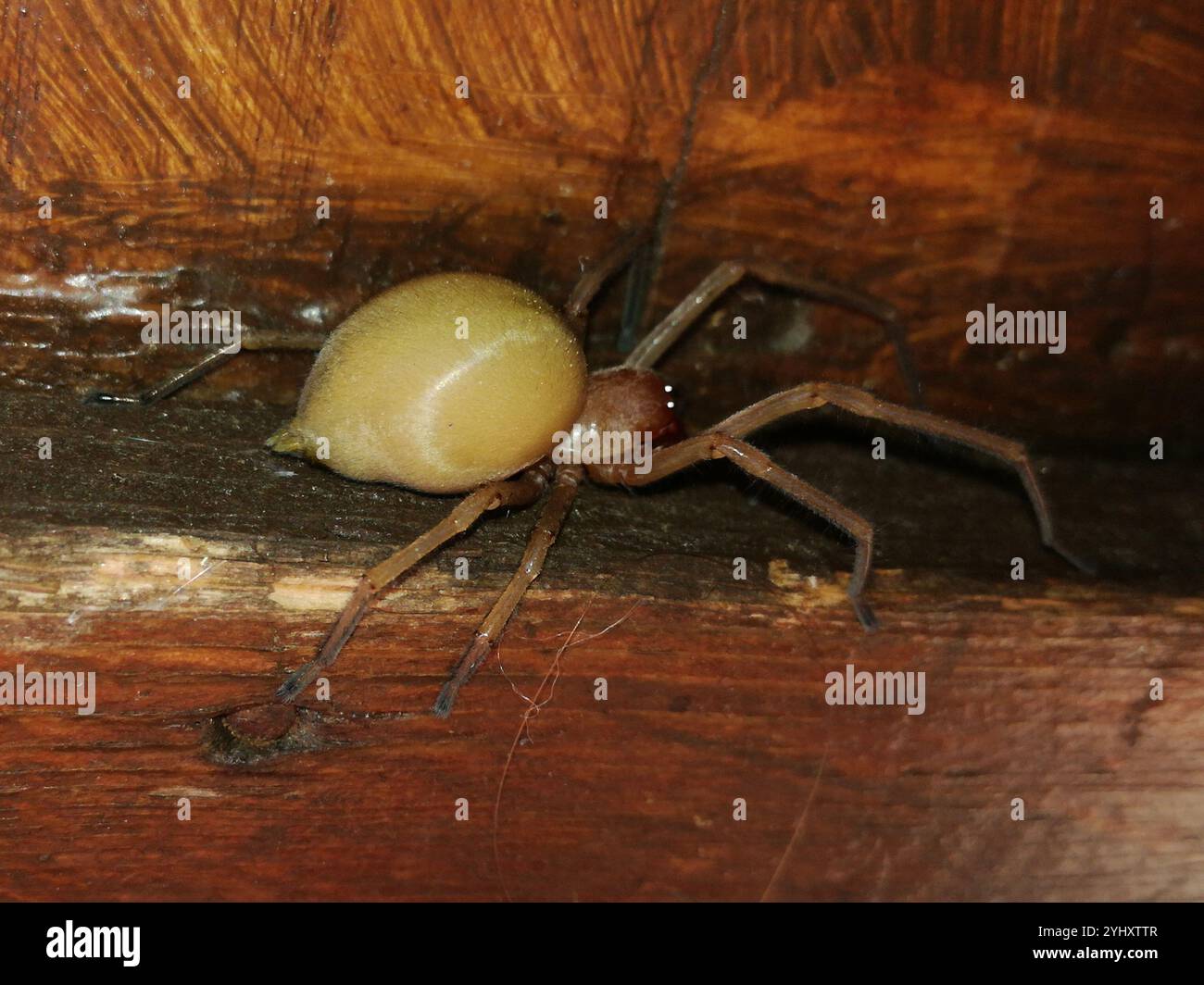 Longlegged Sac Spiders (Cheiracanthium Stock Photo - Alamy