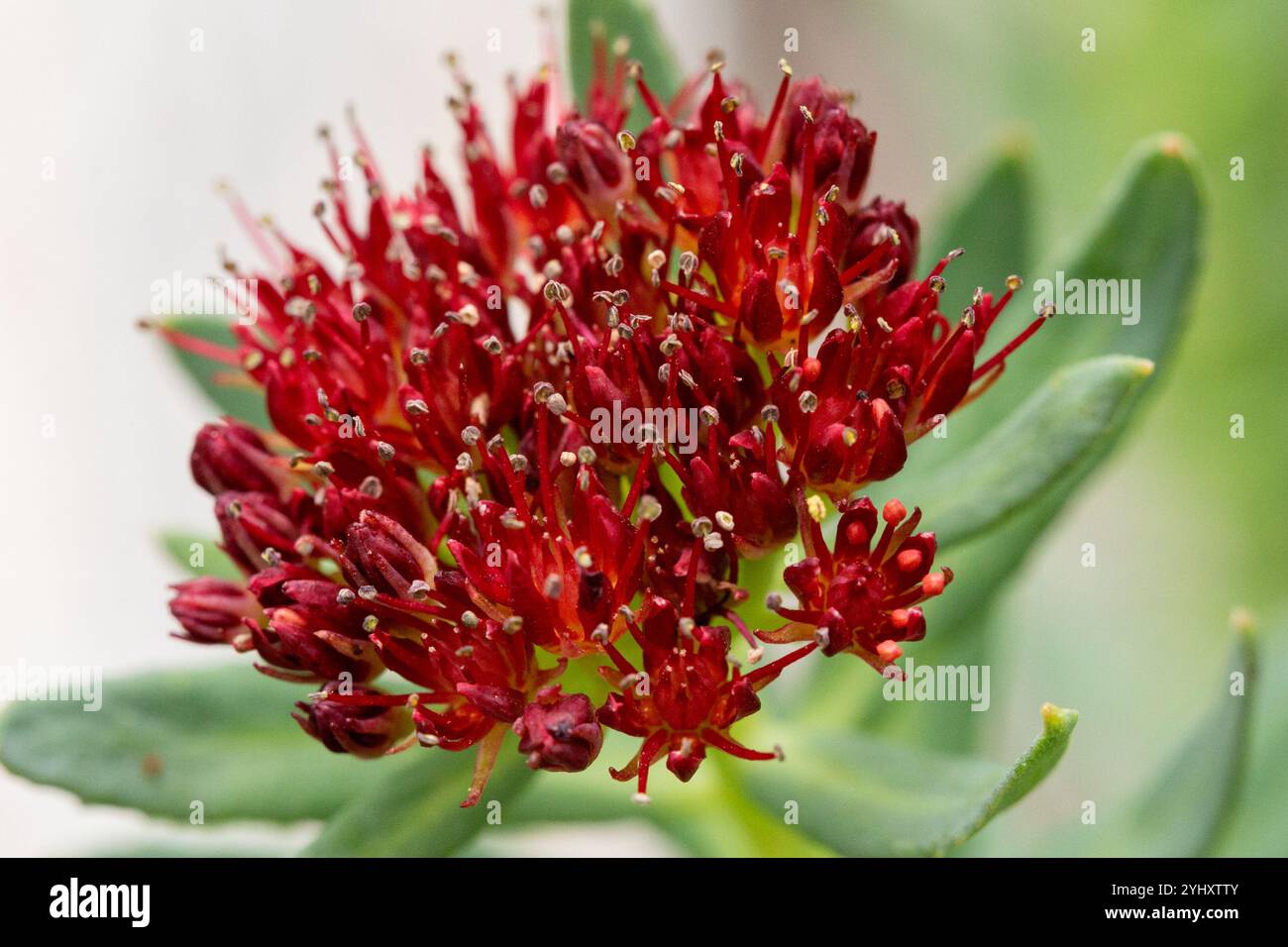 western roseroot (Rhodiola integrifolia Stock Photo - Alamy