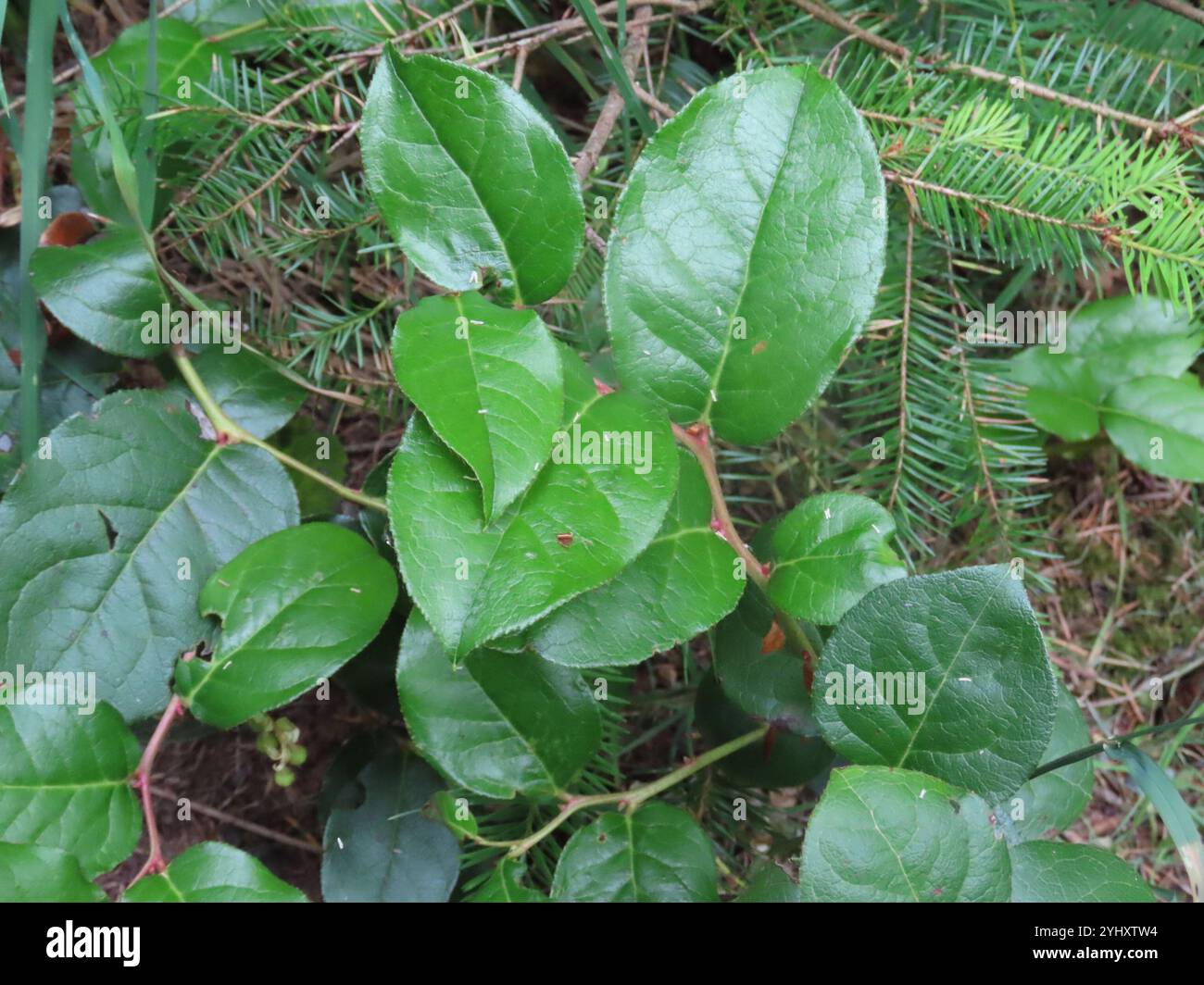 salal (Gaultheria shallon Stock Photo - Alamy