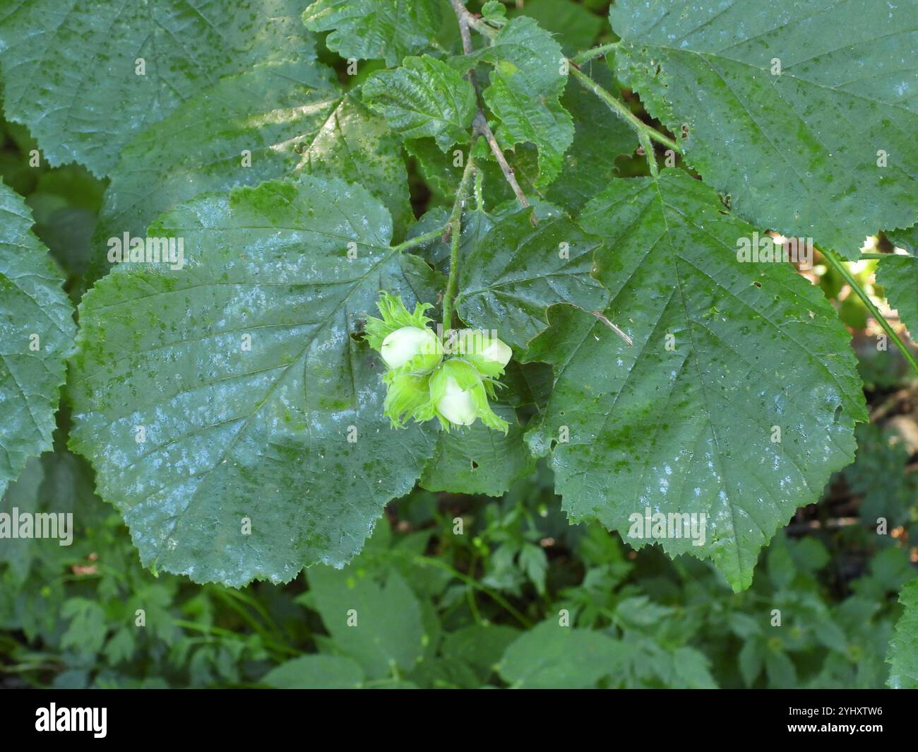 common hazel (Corylus avellana Stock Photo - Alamy