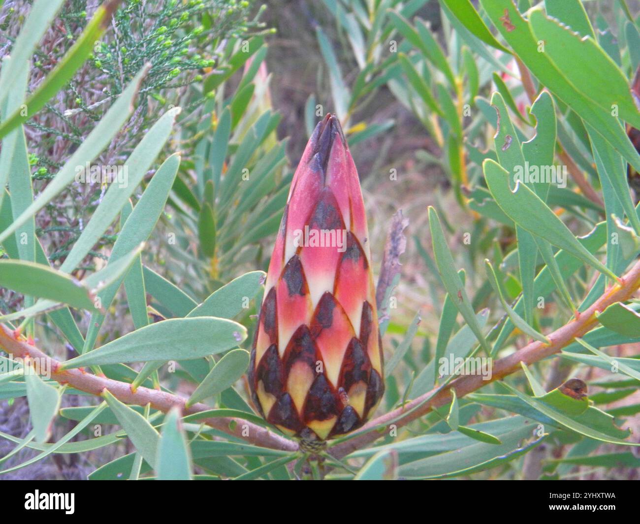 Common Sugarbush (Protea repens Stock Photo - Alamy