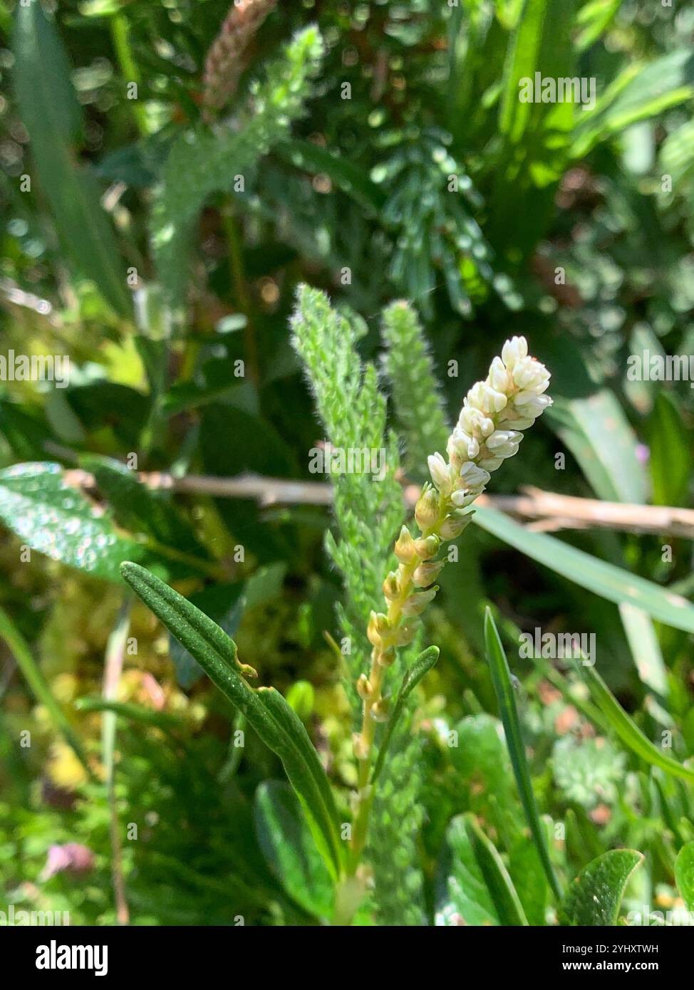 alpine bistort (Bistorta vivipara Stock Photo - Alamy