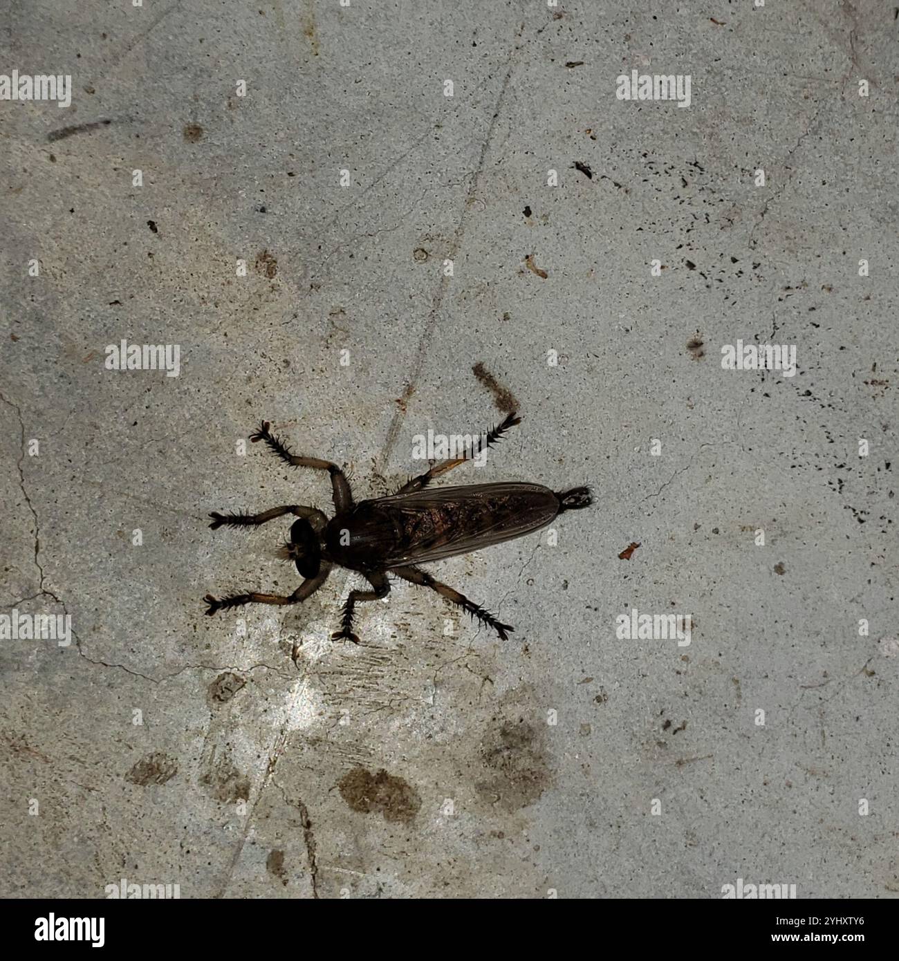 Maroon-legged Lion Fly (Promachus hinei Stock Photo - Alamy