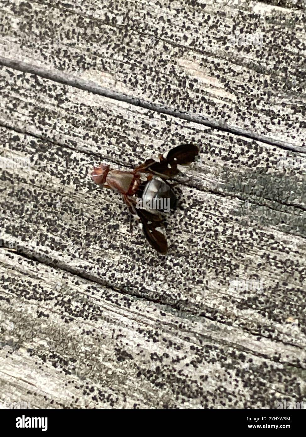 Common Picture-winged Fly (Delphinia picta Stock Photo - Alamy