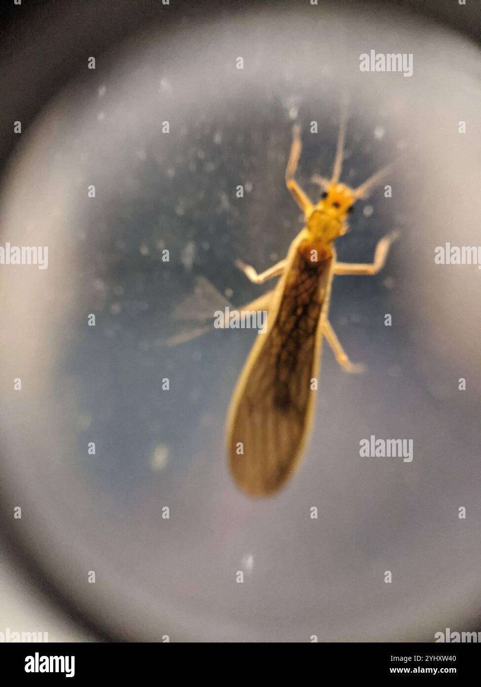 Common Stoneflies (Perlidae Stock Photo - Alamy