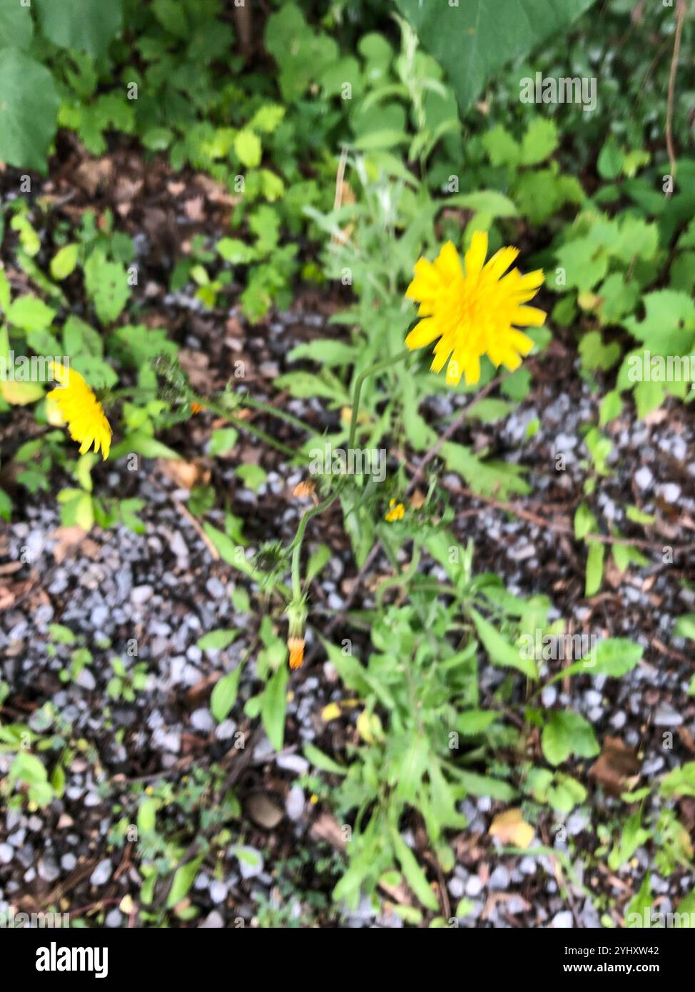 Wall hawkweed hieracium murorum hi-res stock photography and images - Alamy