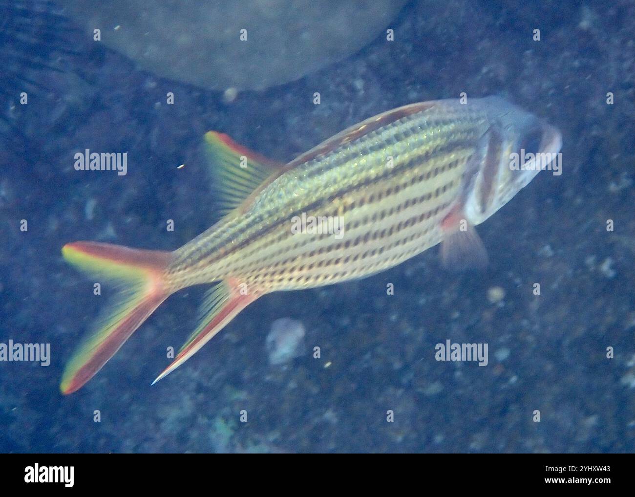 Spotfin Squirrelfish (Neoniphon sammara Stock Photo - Alamy