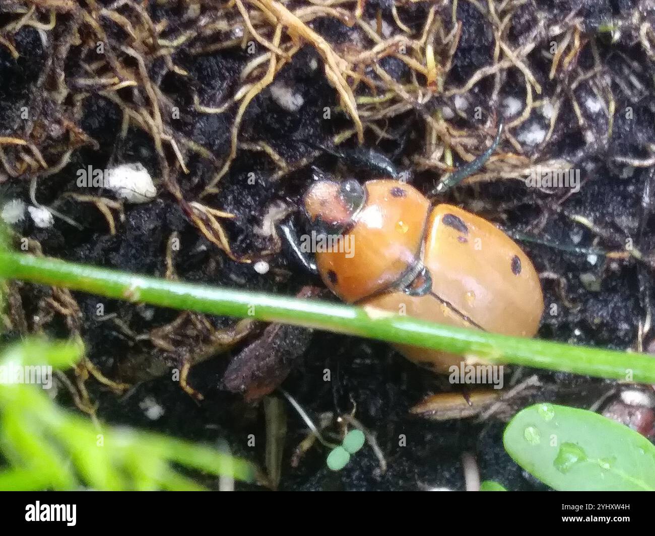 Grapevine Beetle (Pelidnota punctata Stock Photo - Alamy