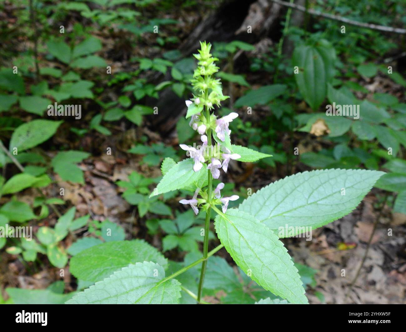 smooth hedgenettle (Stachys tenuifolia Stock Photo - Alamy