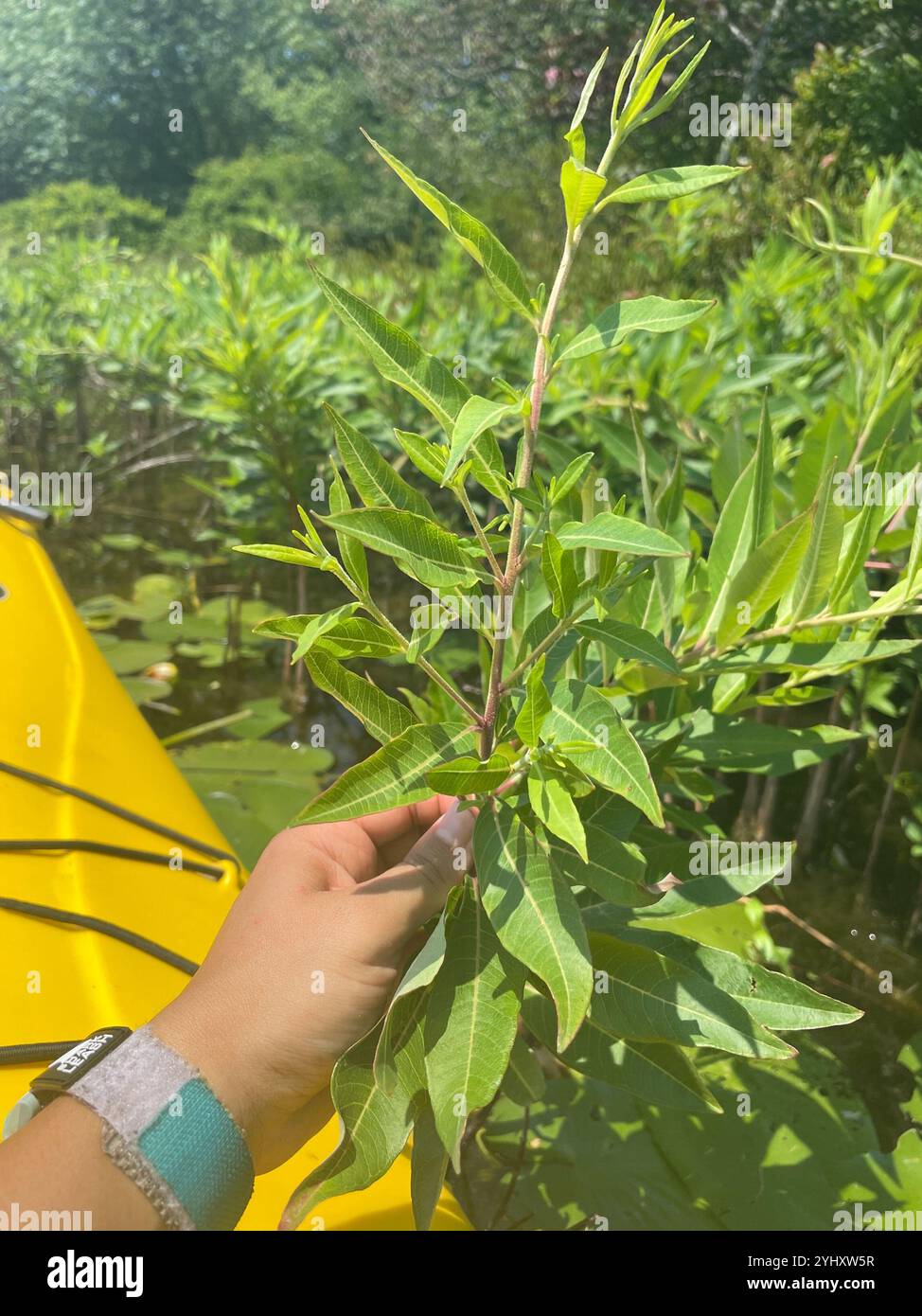 swamp loosestrife (Decodon verticillatus Stock Photo - Alamy