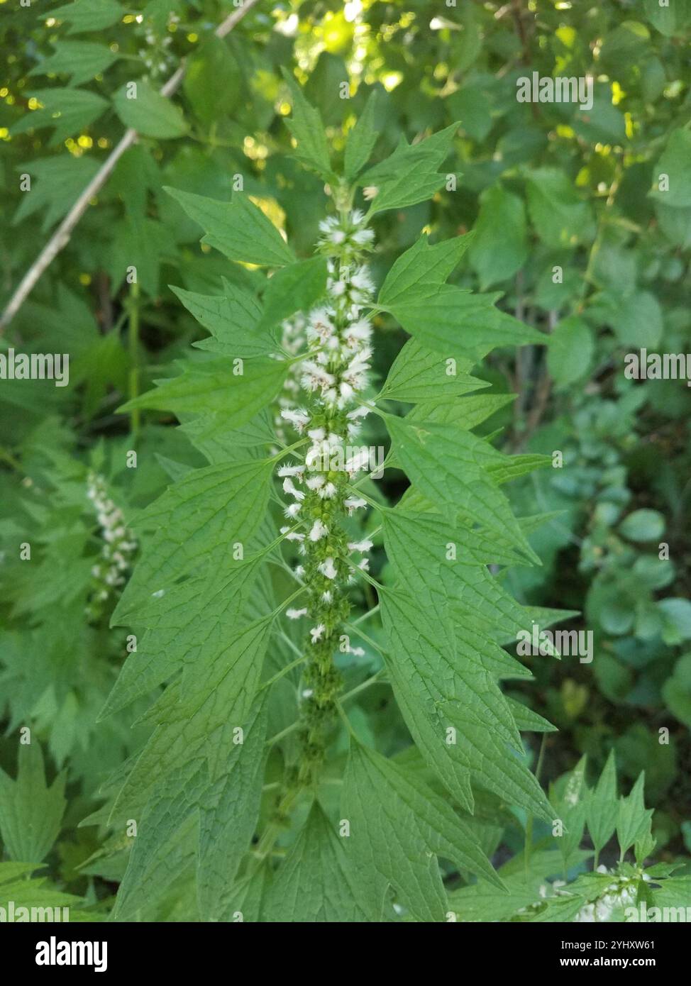 common motherwort (Leonurus cardiaca Stock Photo - Alamy