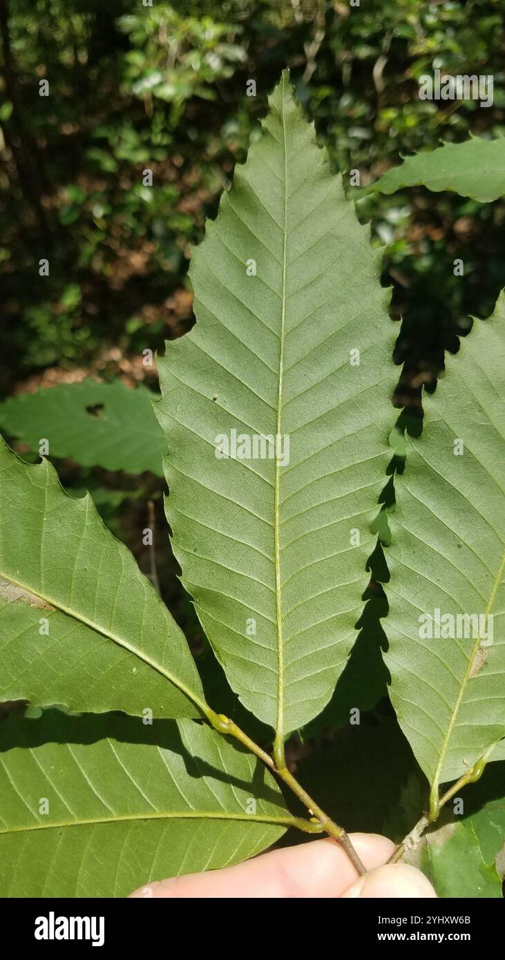 American chestnut (Castanea dentata Stock Photo - Alamy