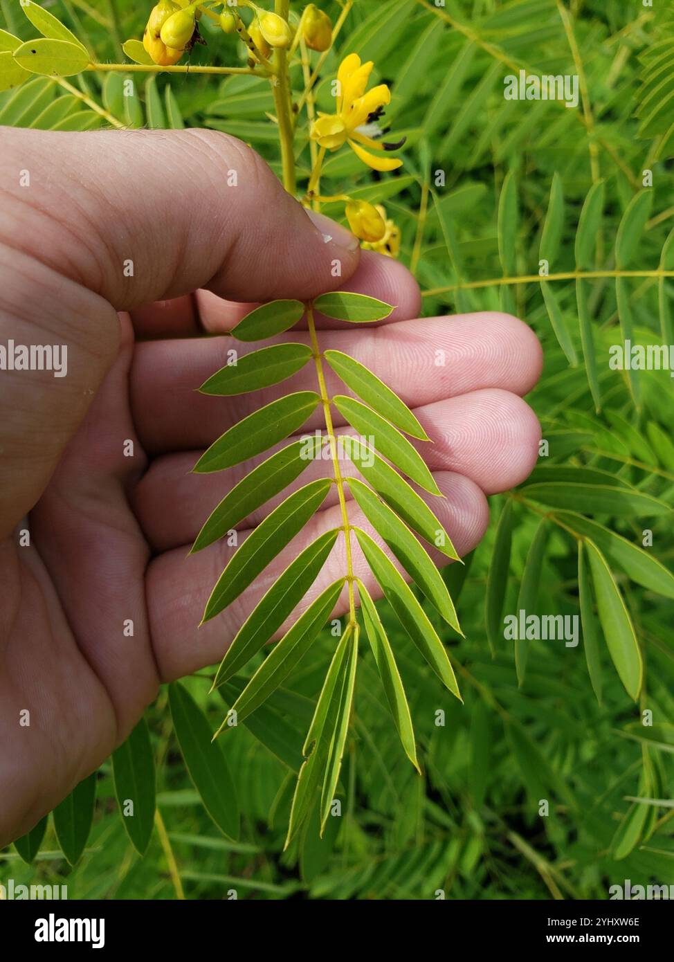 American senna (Senna hebecarpa Stock Photo - Alamy