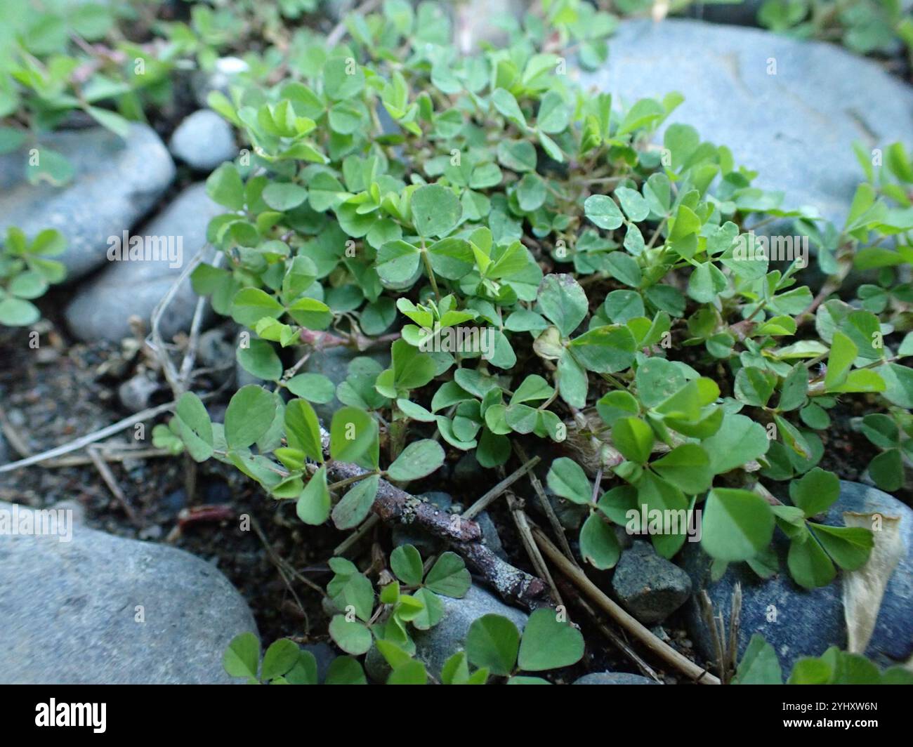 Lesser hop trefoil (Trifolium dubium Stock Photo - Alamy