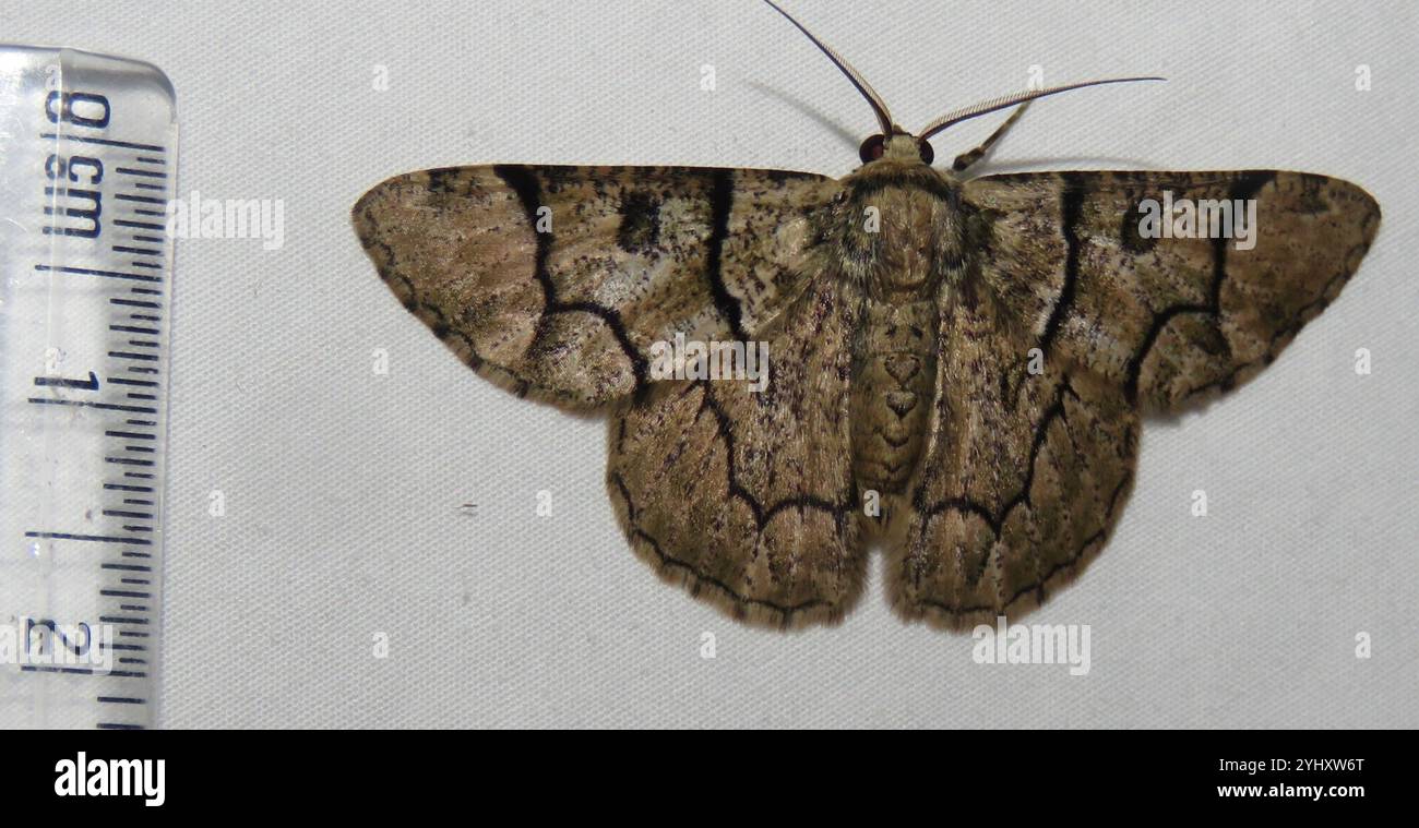 Geometer Moths (Geometridae Stock Photo - Alamy