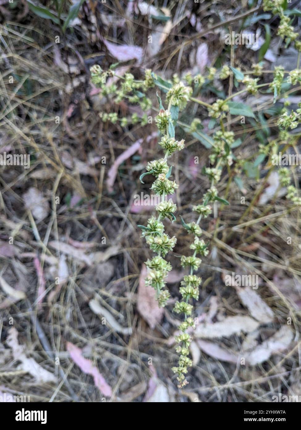 fiddle dock (Rumex pulcher Stock Photo - Alamy