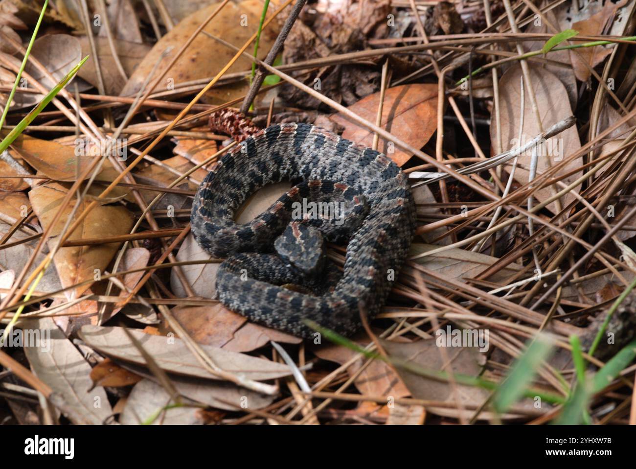 Dusky Pygmy Rattlesnake (Sistrurus miliarius barbouri Stock Photo - Alamy