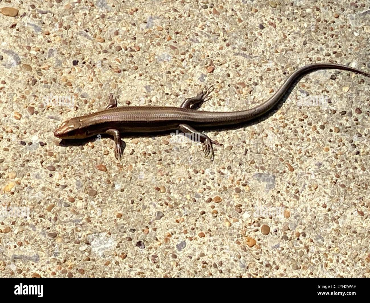 Common Five-lined Skink (Plestiodon fasciatus Stock Photo - Alamy