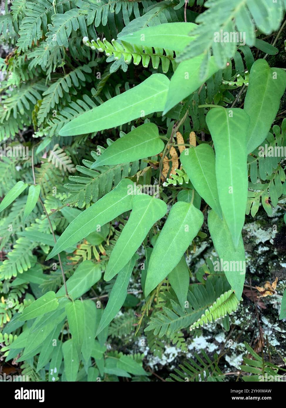 skunk vine (Paederia foetida Stock Photo - Alamy