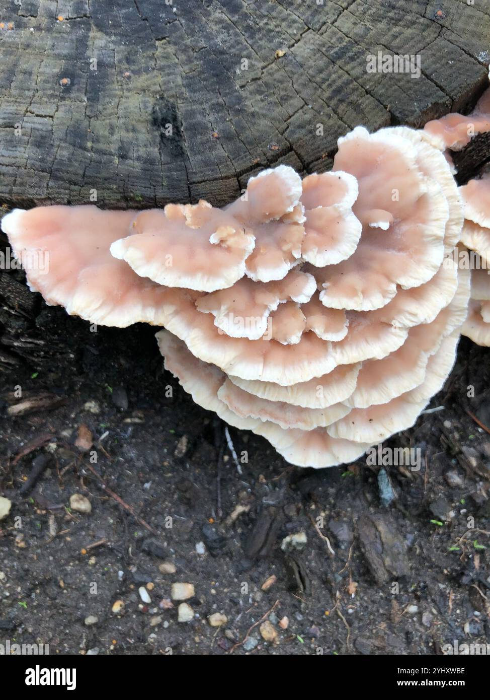 Blushing Rosette (Abortiporus biennis Stock Photo - Alamy