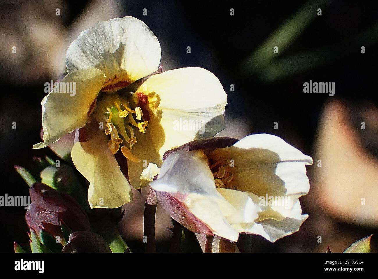 Roepera hi-res stock photography and images - Alamy