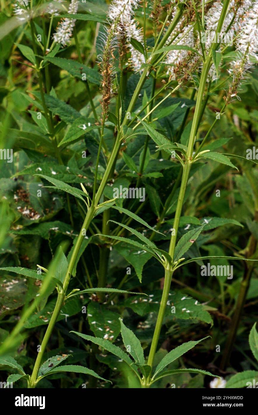 Culver's root (Veronicastrum virginicum Stock Photo - Alamy