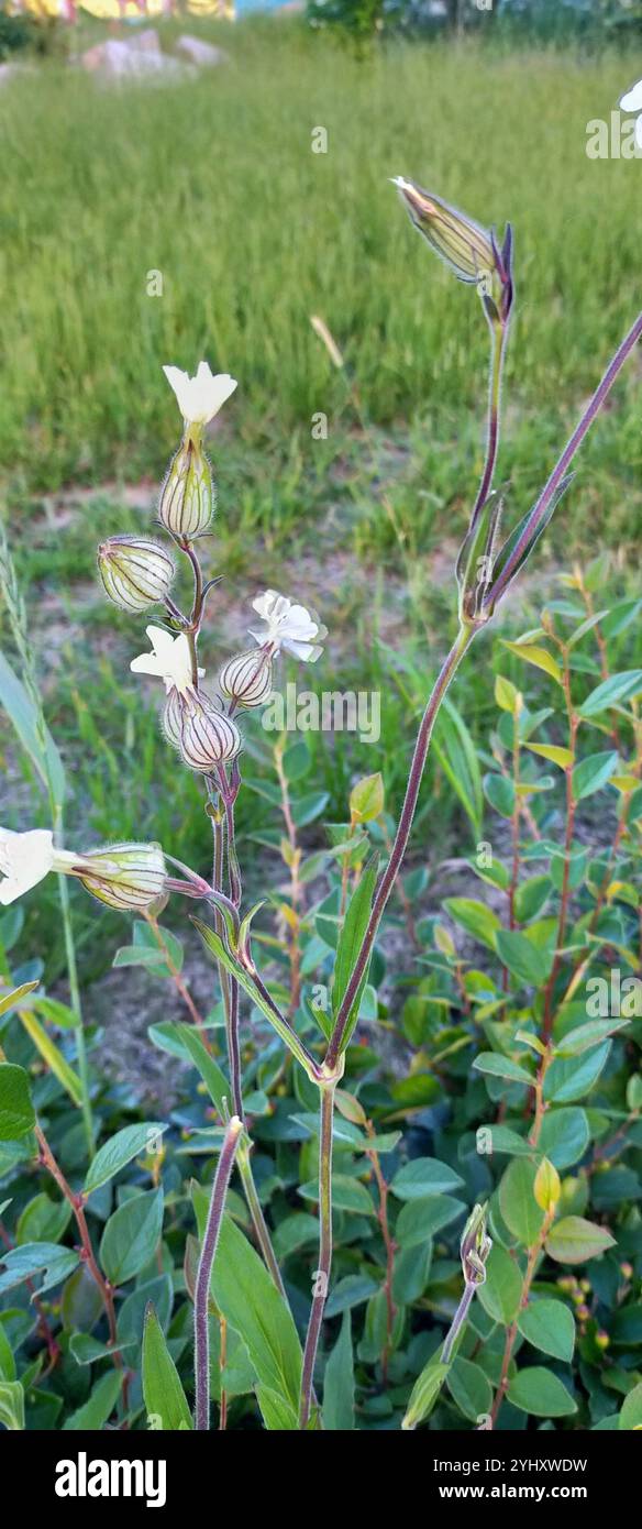evening lychnis (Silene latifolia alba Stock Photo - Alamy