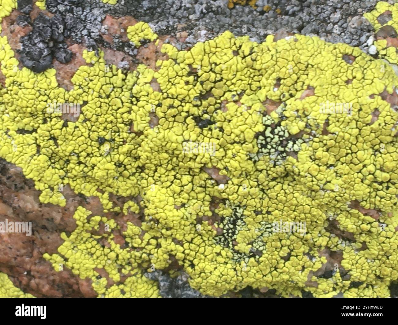 gold cobblestone lichen (Pleopsidium flavum Stock Photo - Alamy