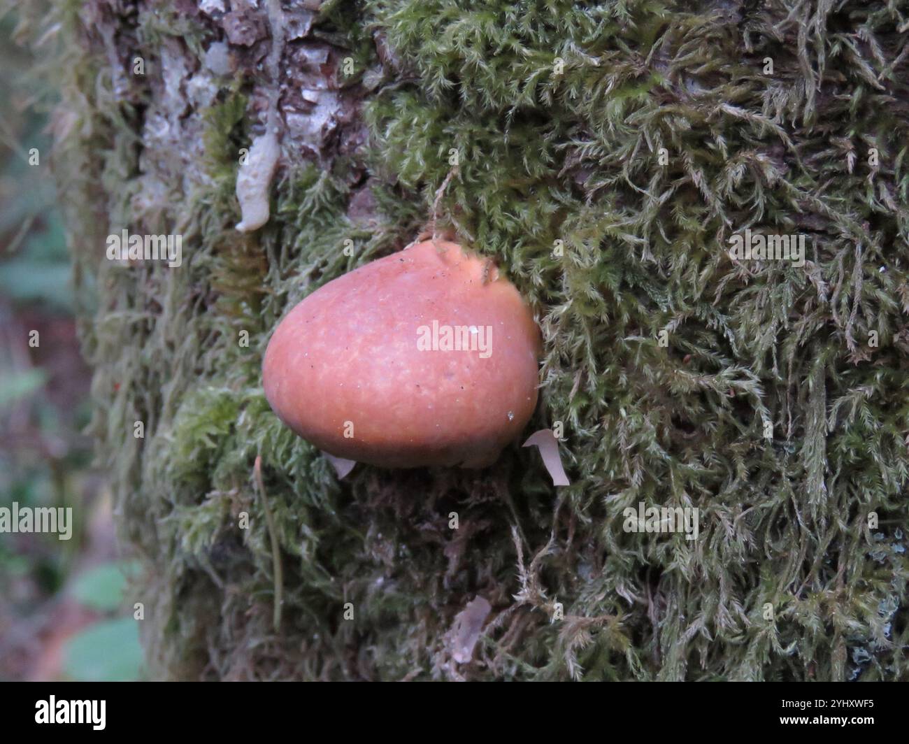 Cryptoporus hi-res stock photography and images - Alamy