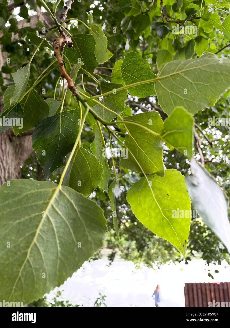 Hybrid Black-poplar (Populus × canadensis Stock Photo - Alamy