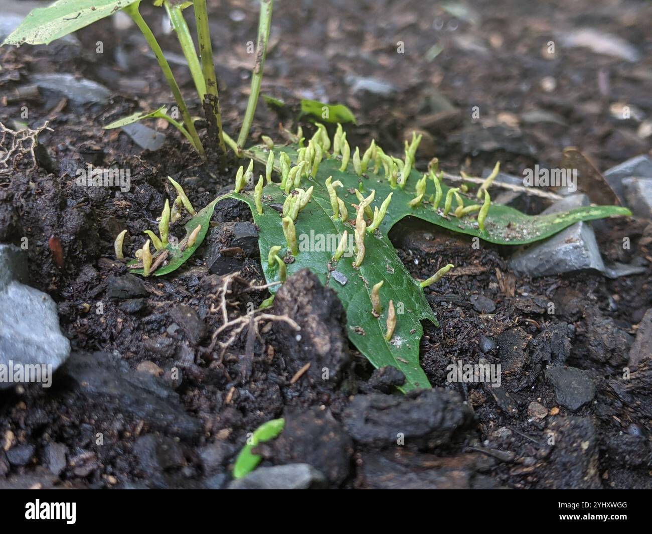 Maple Spindle Gall Mite (Vasates aceriscrumena Stock Photo - Alamy