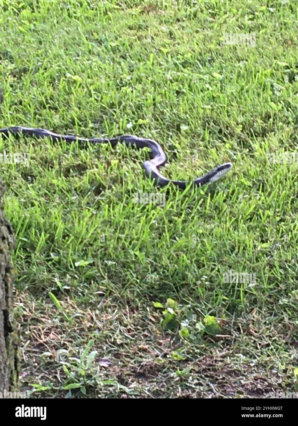 Gray Ratsnake (Pantherophis spiloides Stock Photo - Alamy