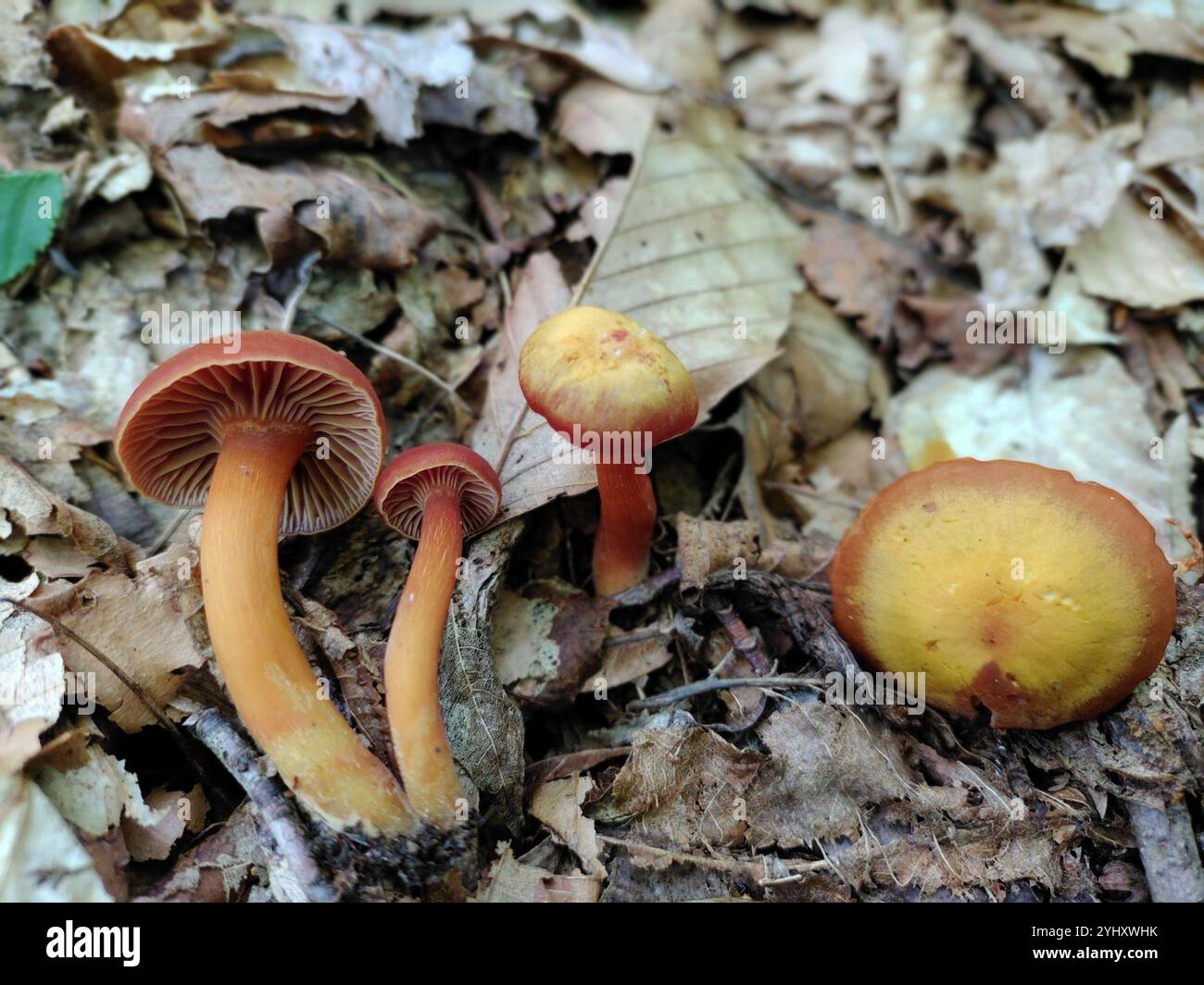 Purple-gilled Waxy Cap (Hygrocybe purpureofolia Stock Photo - Alamy