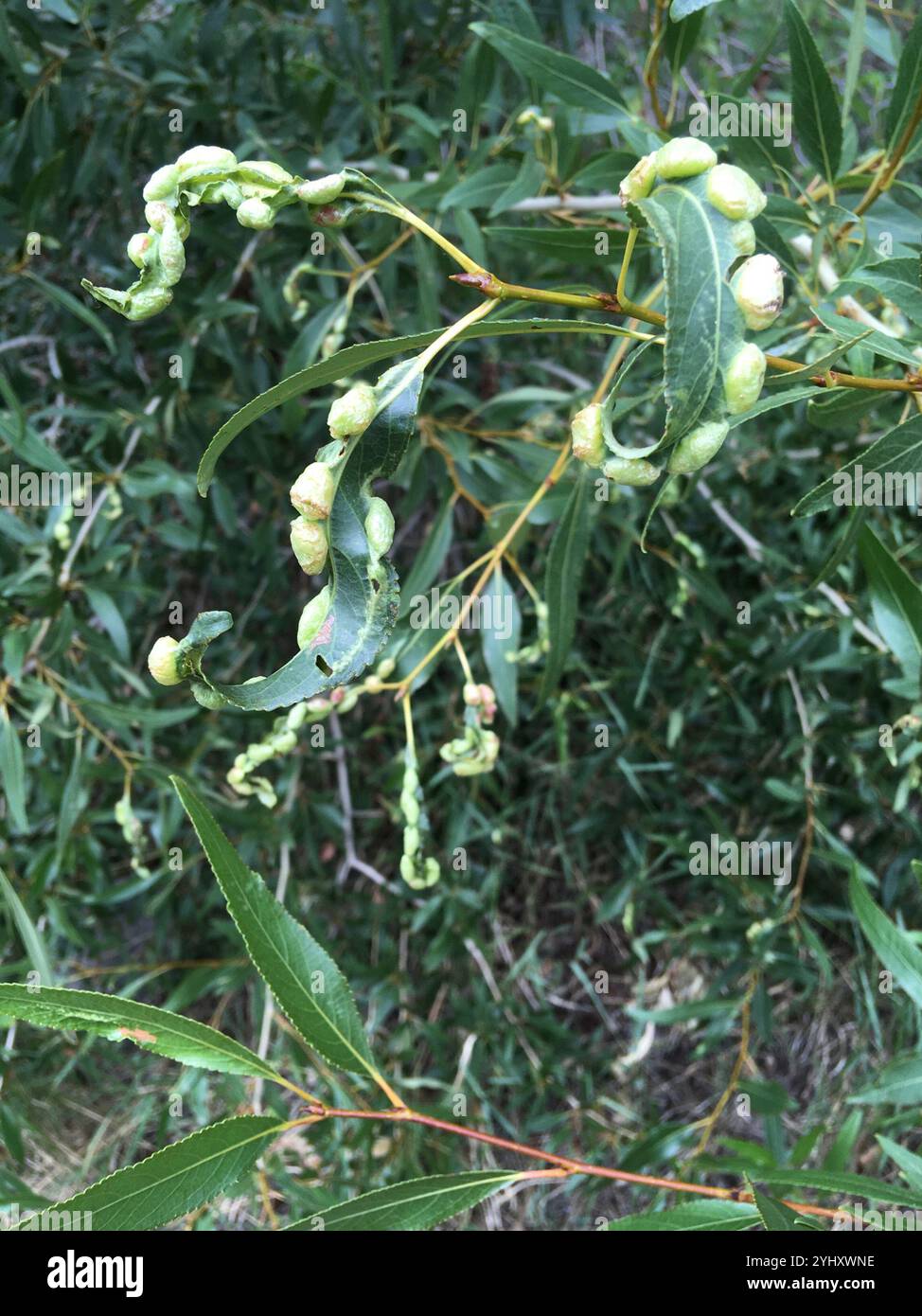 Aculus tetanothrix hi-res stock photography and images - Alamy