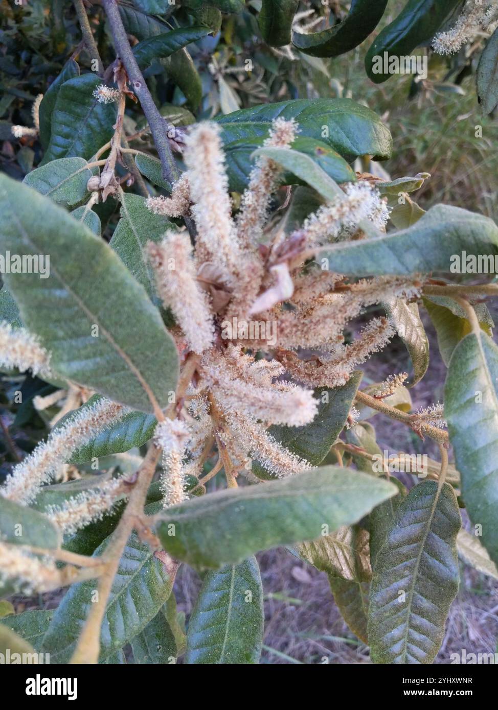 Tanoak (Notholithocarpus densiflorus Stock Photo - Alamy