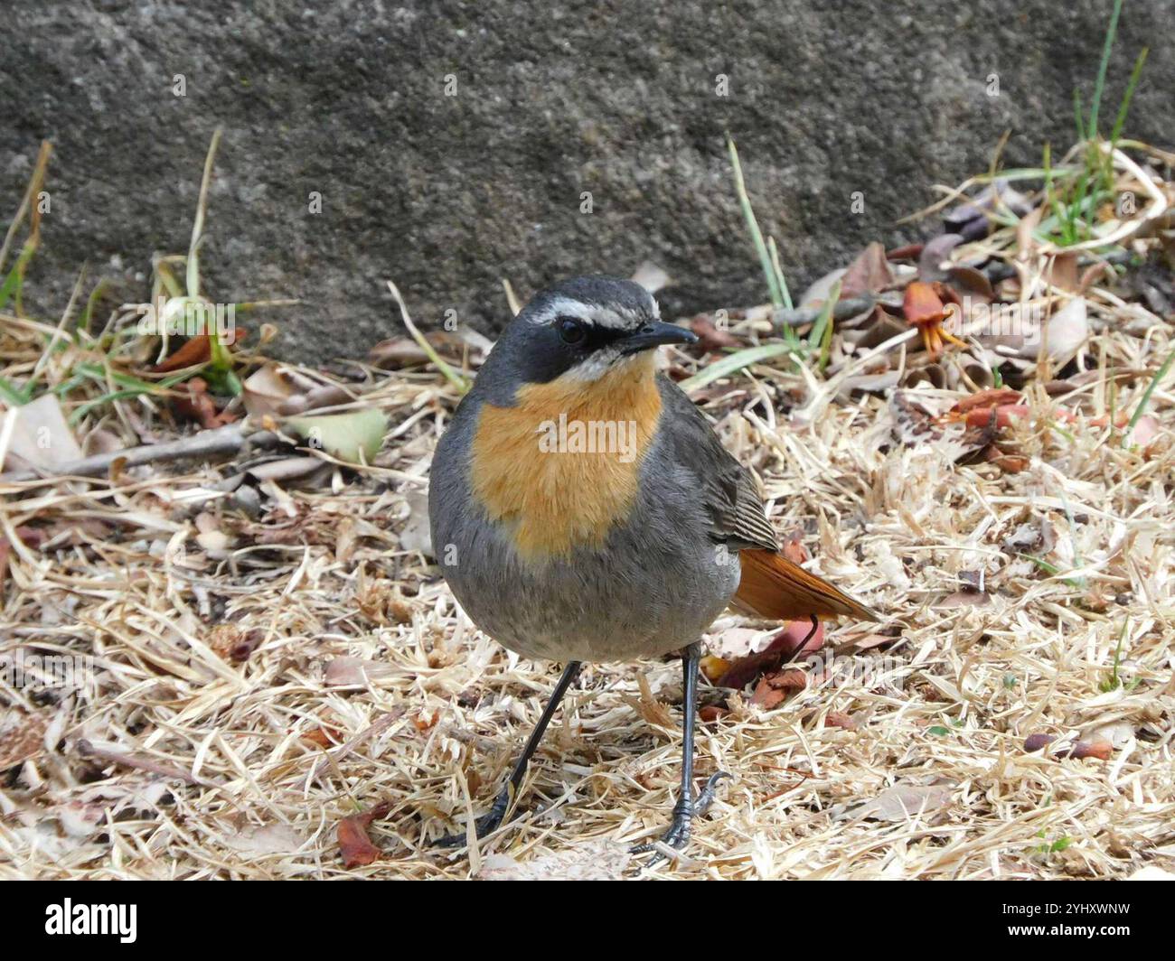 Southern Cape Robin-Chat (Cossypha caffra caffra Stock Photo - Alamy