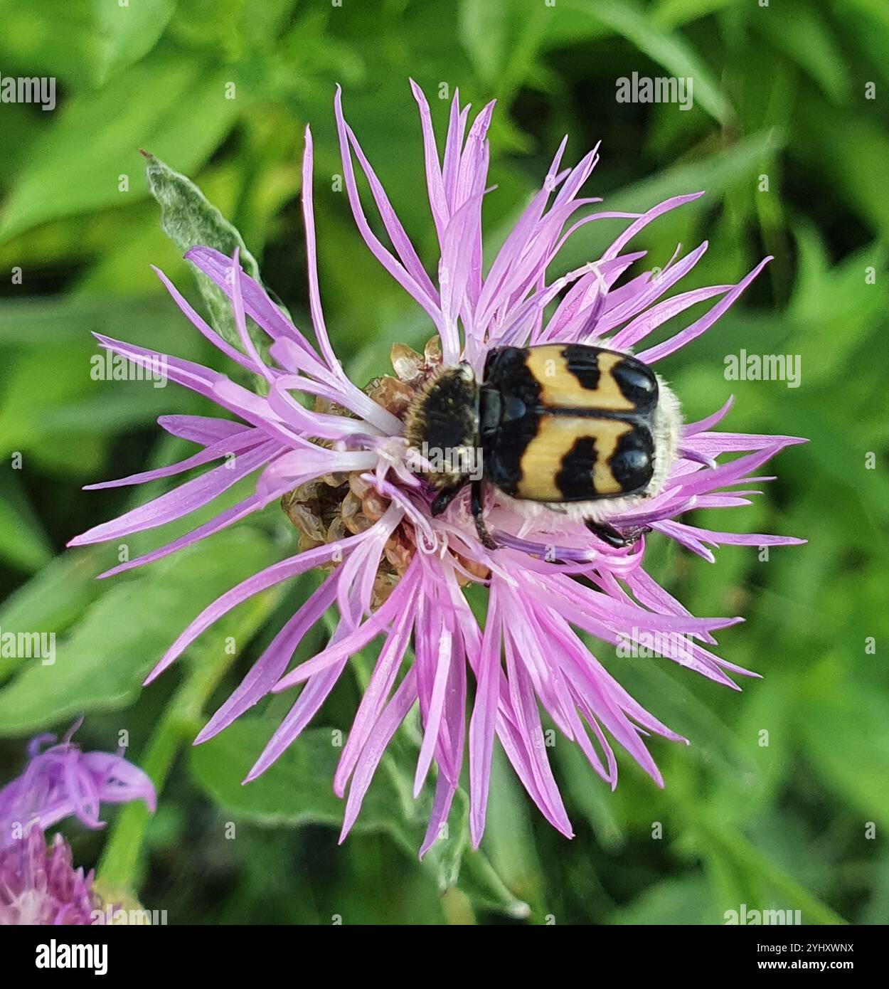 Eurasian Bee Beetle (Trichius fasciatus Stock Photo - Alamy