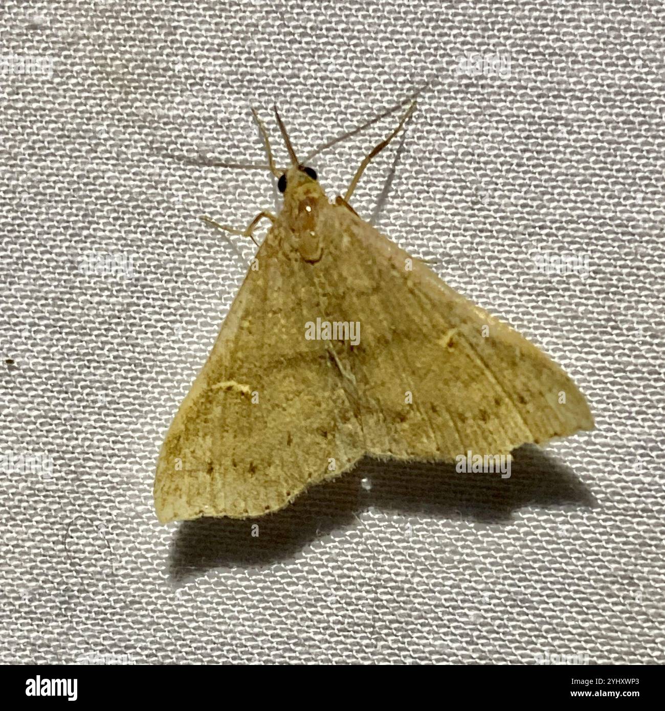 Speckled Renia Moth (Renia adspergillus Stock Photo - Alamy